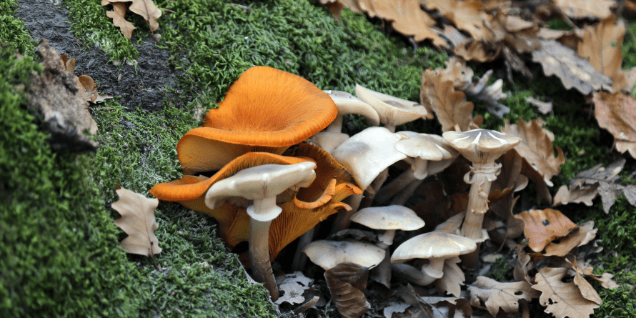 Wild Mushroom Identification | Kent District Library