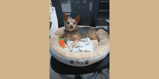 Get to Know KDL: Ivy from Patron Services | Kent District Library